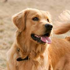 all breeds of dogs Tier List (Community Rankings) - TierMaker