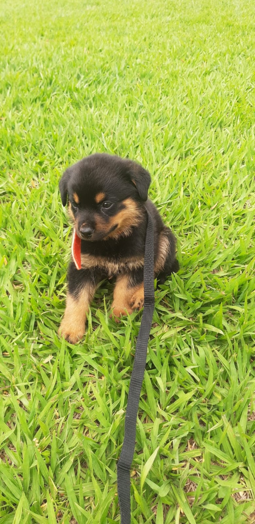 Vermes da Gelda Tier List (Community Rankings) - TierMaker