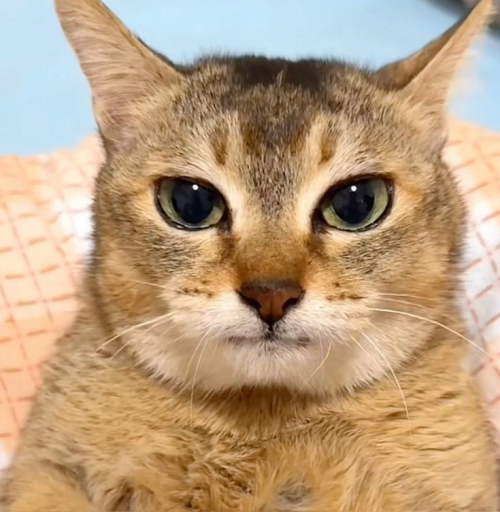 Create a dice ocs 🍀 Tier List - TierMaker