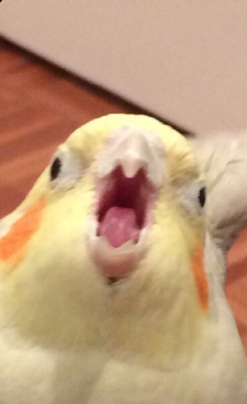 Create a Cockatiel sillies Tier List - TierMaker