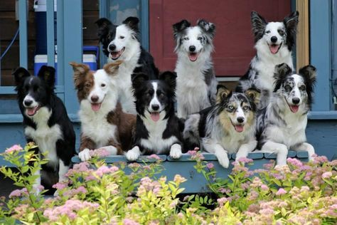 bc colors tierlist Tier List (Community Rankings) - TierMaker