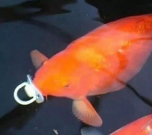 Kissy Fishy Fish Pokemon Tier List (Community Rankings) - TierMaker