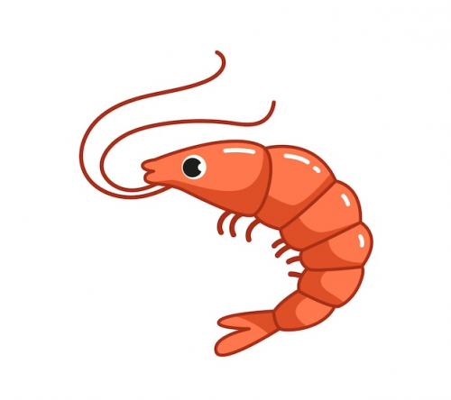 the shrimplist Tier List (Community Rankings) - TierMaker