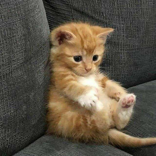 RR2 C Tier List (Community Rankings) - TierMaker