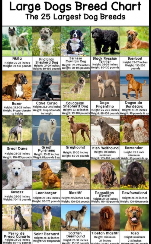 Dog breeds Tier List (Community Rankings) - TierMaker