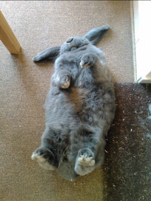 Omor bunnies Tier List (Community Rankings) - TierMaker