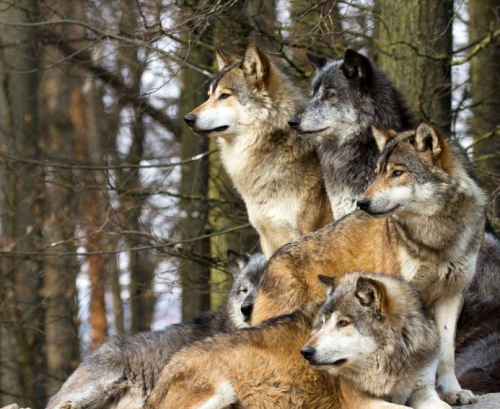 Wolf Subspecies Tier List (Community Rankings) - TierMaker