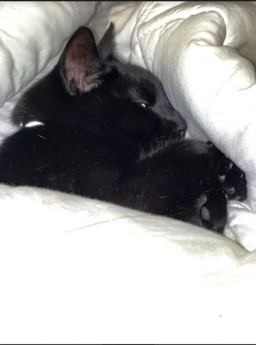 Divine Duality Essence - Comp Tierlist Tier List (Community Rankings ...