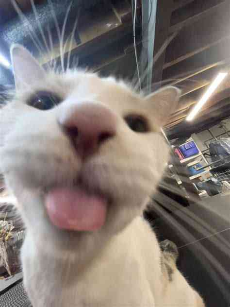 TDS COMMANDP Tier List (Community Rankings) - TierMaker