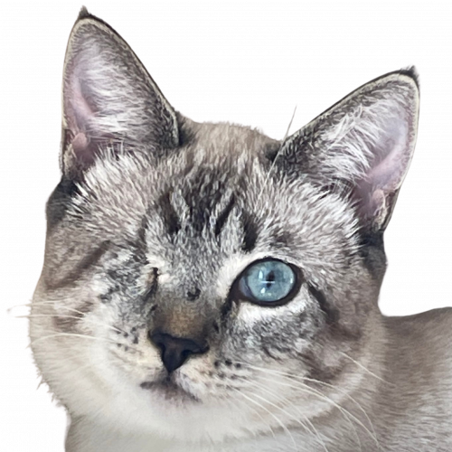 Create a Toast Cat Emotes Tier List - TierMaker