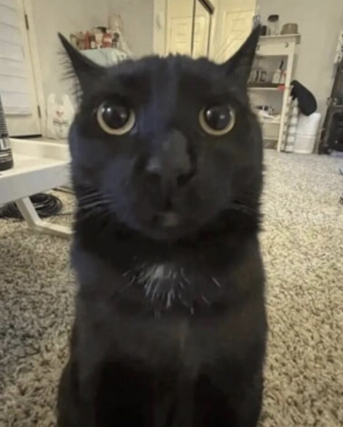 Create a CFM Prizes Tier List - TierMaker