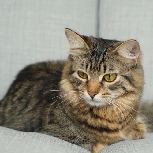 Animals Tier List (Community Rankings) - TierMaker