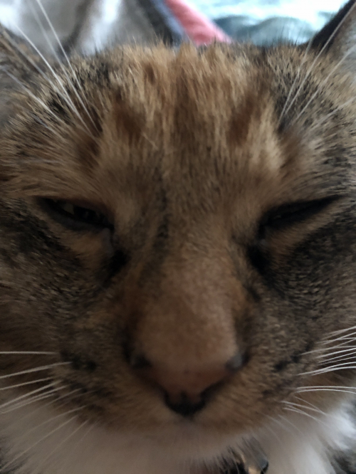 Create a dinglebob kaizen Tier List - TierMaker