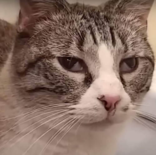 Create a Light Seer Rankings Tier List - TierMaker