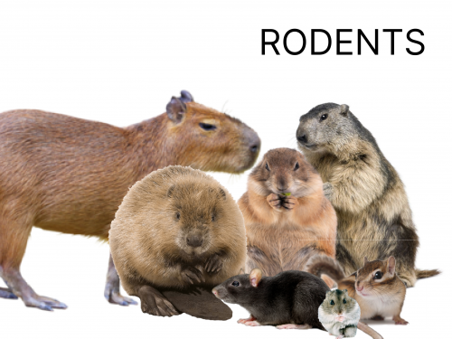 Create a The ultimate rodent Tier List - TierMaker