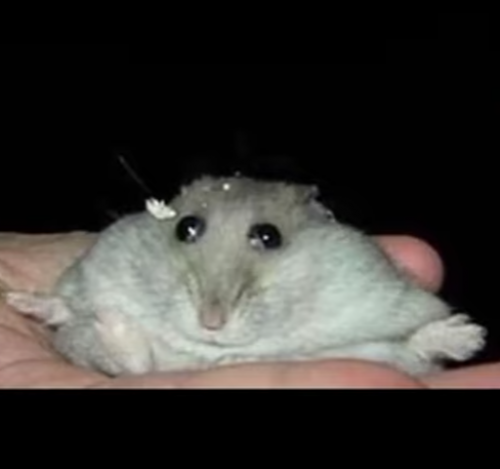 Create a Top 10 Goobie Woobies (hampter) Tier List - TierMaker