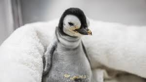 Penguin Tier List (Community Rankings) - TierMaker