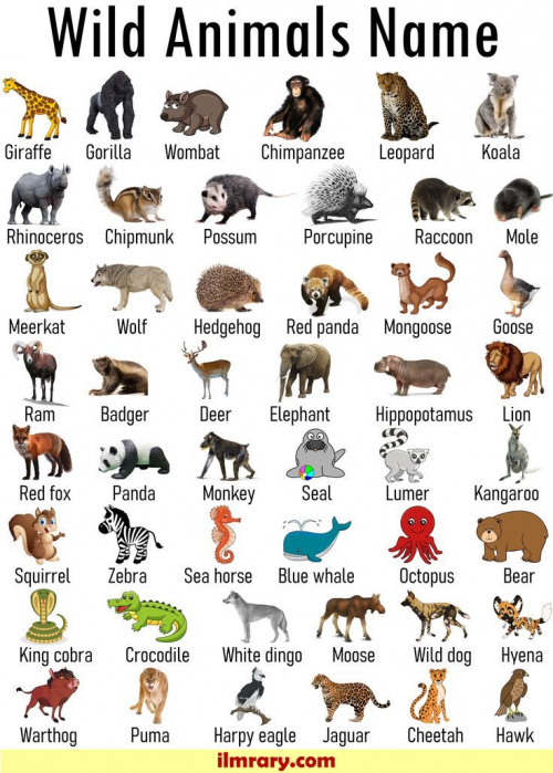 animals i can beat in a fight Tier List (Community Rankings) - TierMaker