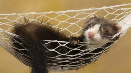 Animales que me chingo en una pelea Tier List (Community Rankings ...