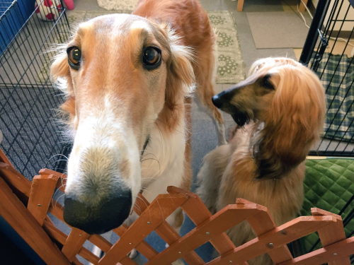 Plat Water Tierlist Tier List (Community Rankings) - TierMaker