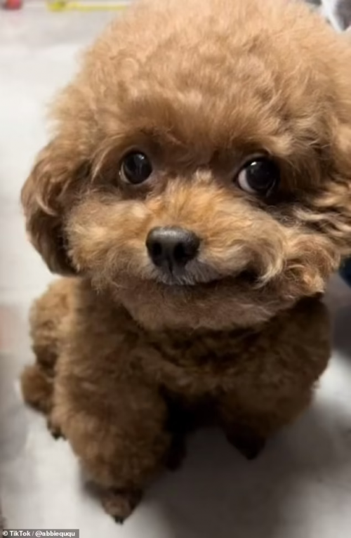 Create a SS HUB TIERLIST Tier List - TierMaker