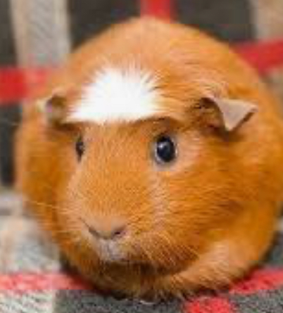 Guinea pigs Tier List (Community Rankings) - TierMaker