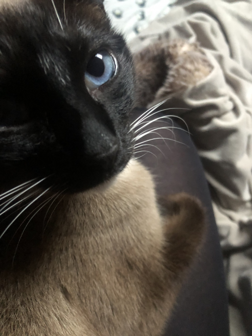 Pets Tier List Community Rankings Tiermaker