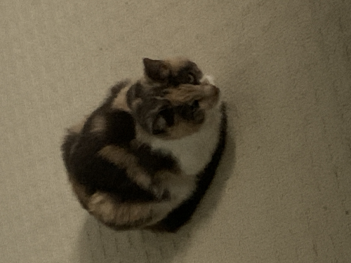 Guardian of souls Tier List (Community Rankings) - TierMaker