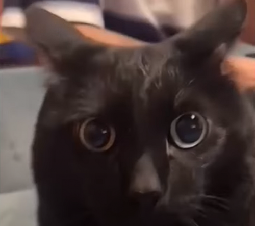 Create A Insanity Tierlist Tier List Tiermaker