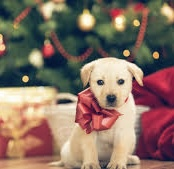 Rate the pfps of Kevcord! Tier List (Community Rankings) - TierMaker