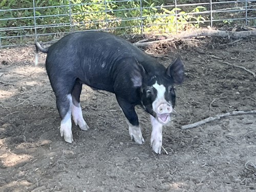 Pig Tier List (Community Rankings) - TierMaker