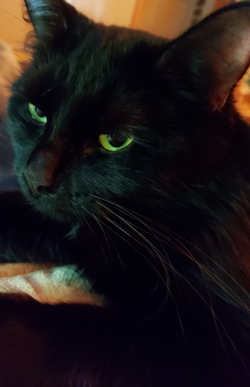 Create a Cat Group Chat Tier List - TierMaker