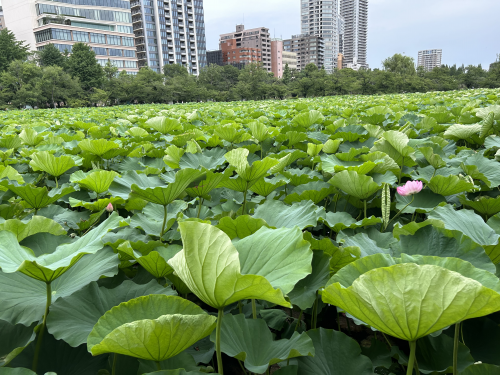 Create a Haitham rate Tier List - TierMaker