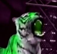 Create a Sigma Nation Video Tierlist Tier List - TierMaker