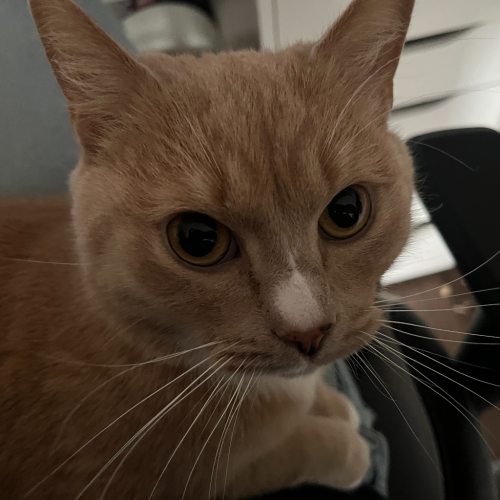 Platin Team ranking Tier List (Community Rankings) - TierMaker