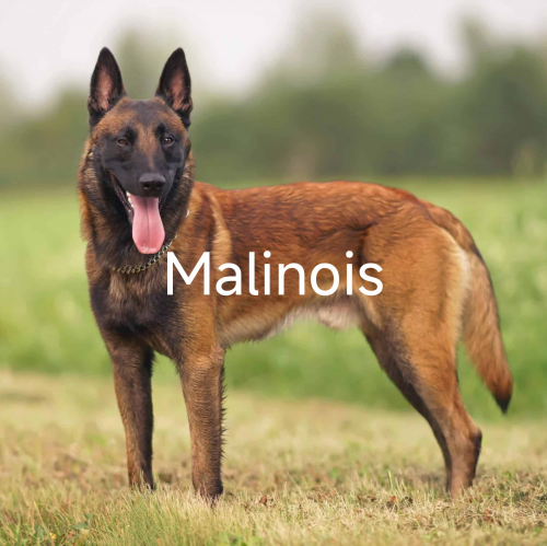 Create a Toutous ouaf ouaf Tier List - TierMaker