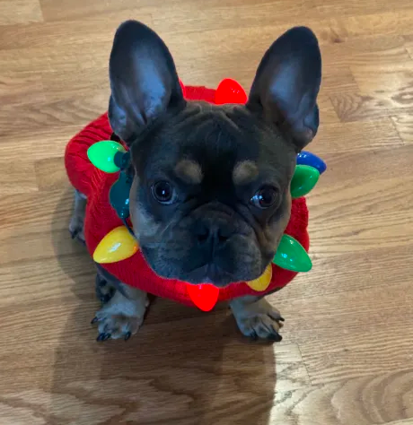 traits aa Tier List (Community Rankings) - TierMaker