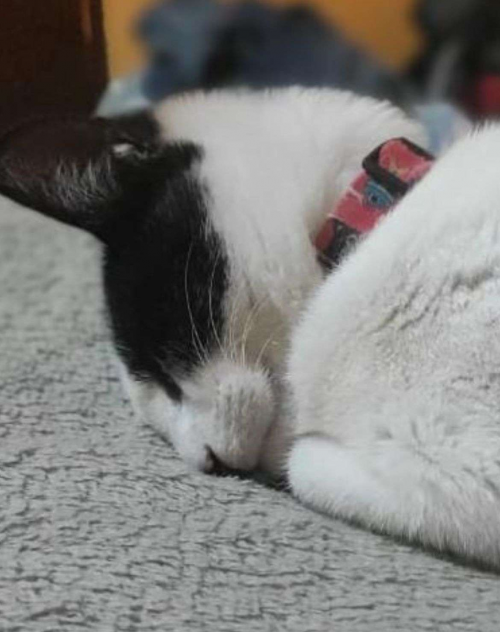 TOP GATOS DO CINEMA/ANIMAÇÃO Tier List (Community Rankings) - TierMaker