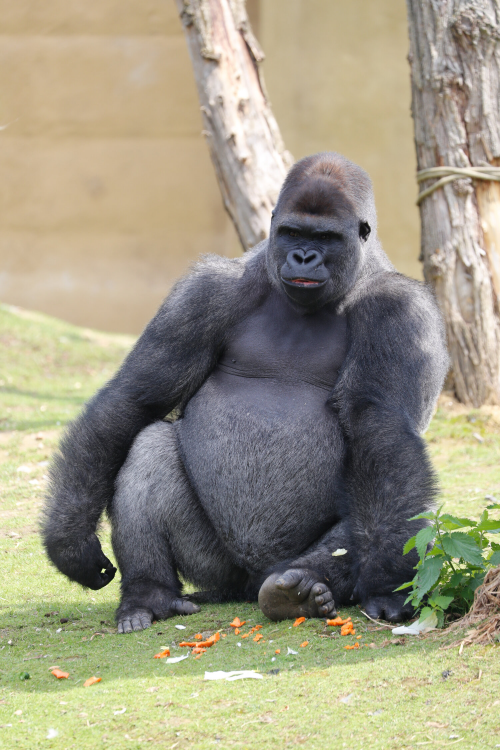 DBD Comp Players Tier List (Community Rankings) - TierMaker