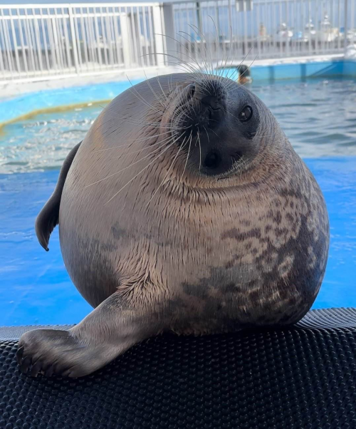 Futures kin list Tier List (Community Rankings) - TierMaker