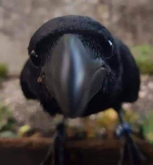 Create a Crow’s Cursed Crushes Tier List - TierMaker