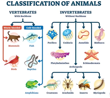 Animal Class Ranking Tier List (Community Rankings) - TierMaker