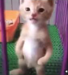 Create a tdx women Tier List - TierMaker