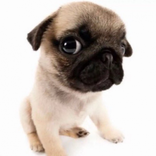 Create a JP Franchise T. rex Tiering in Powerscaling Tier List - TierMaker