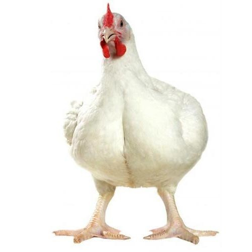 BWK Tier List (Community Rankings) - TierMaker