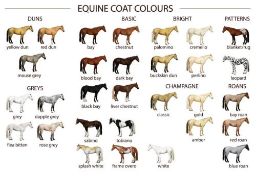 Horse Colours Tier List (Community Rankings) - TierMaker