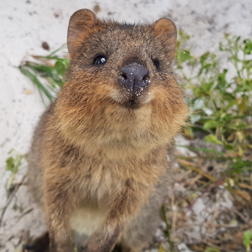 Cute Animals of Australia 🇦🇺 Tier List (Community Rankings) - TierMaker