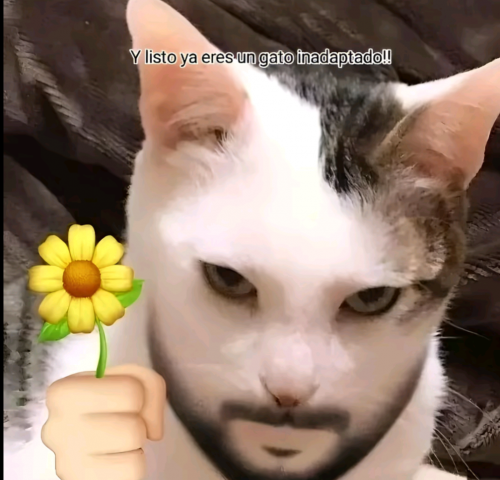 Cafe Tier List (Community Rankings) - TierMaker