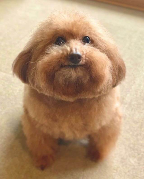 Create a Goated With The Sauce Members Tier List - TierMaker