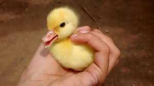 Create a rumble pack Tier List - TierMaker